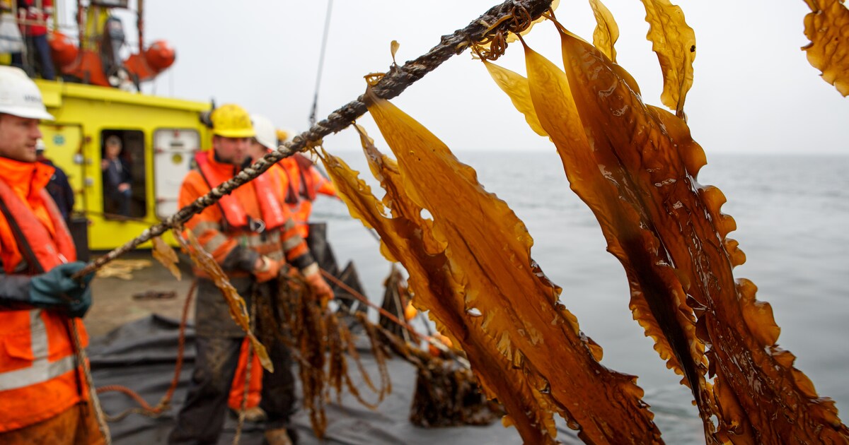 Waarom zeewierteelt de toekomst heeft | Trouw