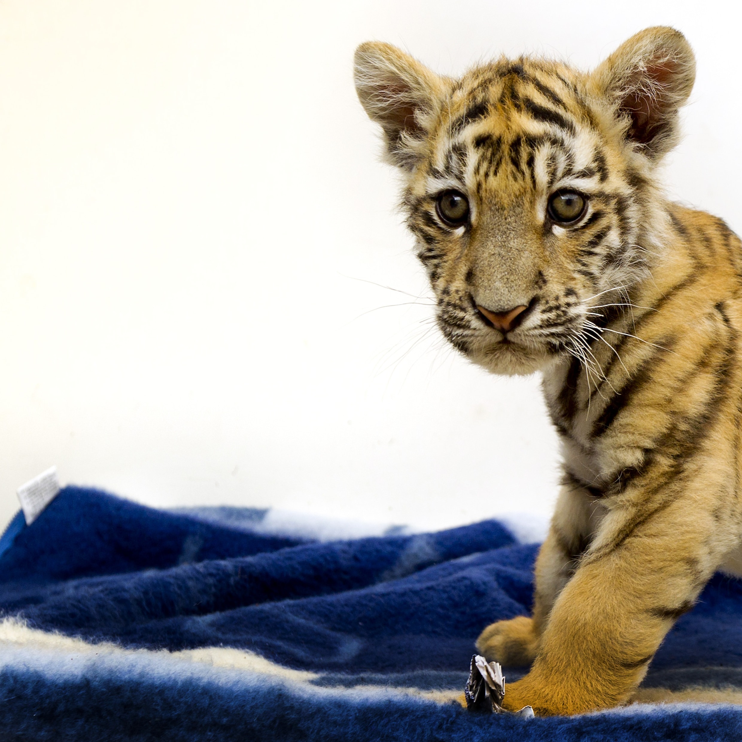 Circussen geen vergunning meer nodig voor wilde dieren | Trouw
