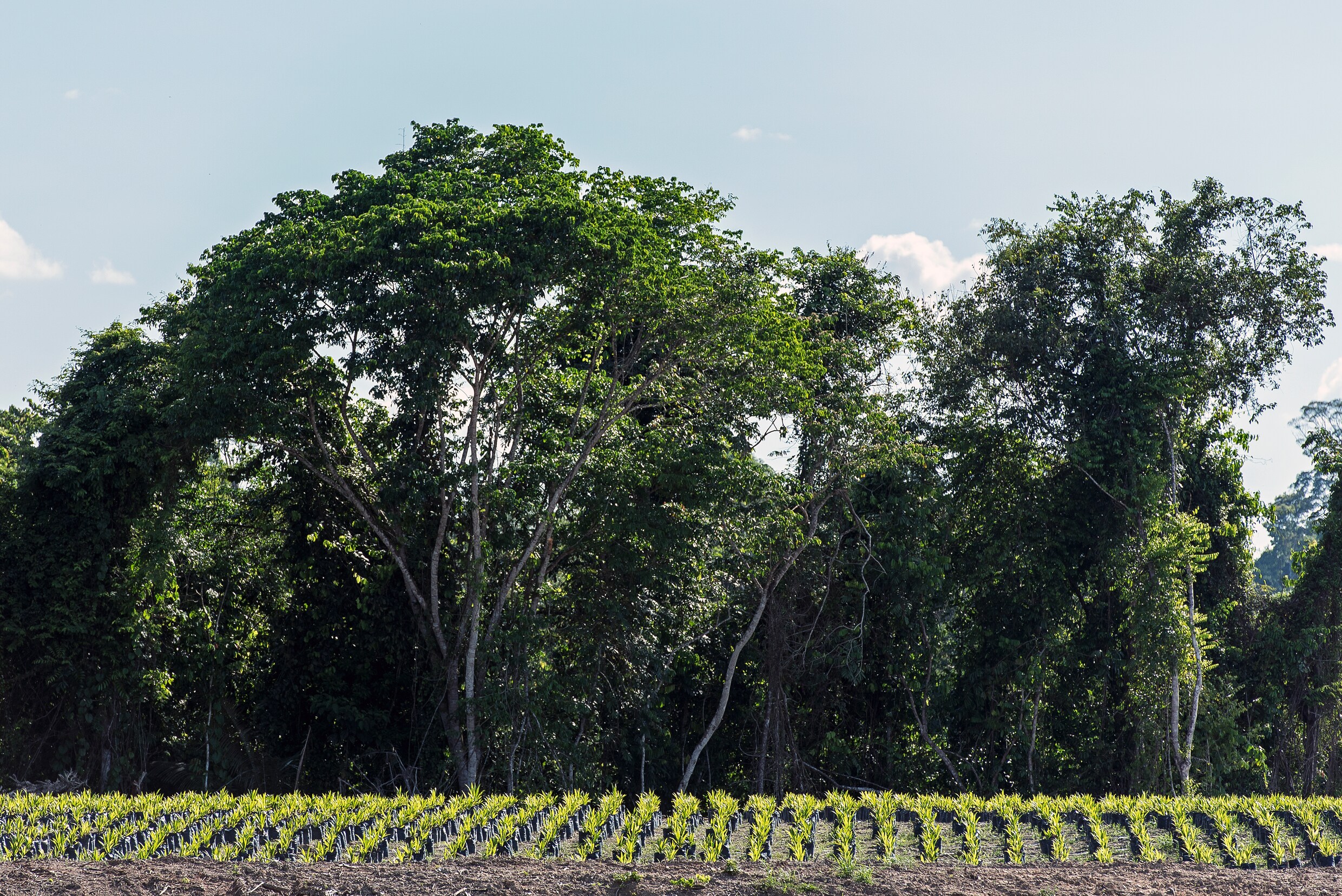 Surinaamse jungle wijkt voor oliepalmplantage | Trouw