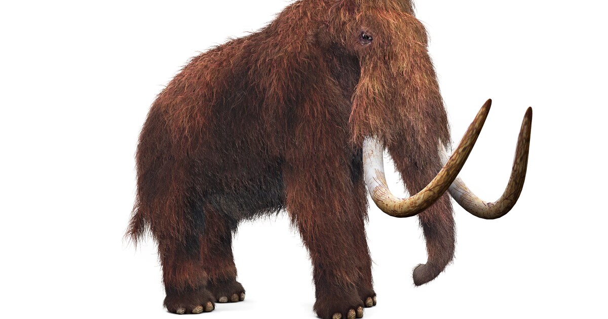 Mammoeten terughalen om het klimaat te redden? Rusland verbaast in ...