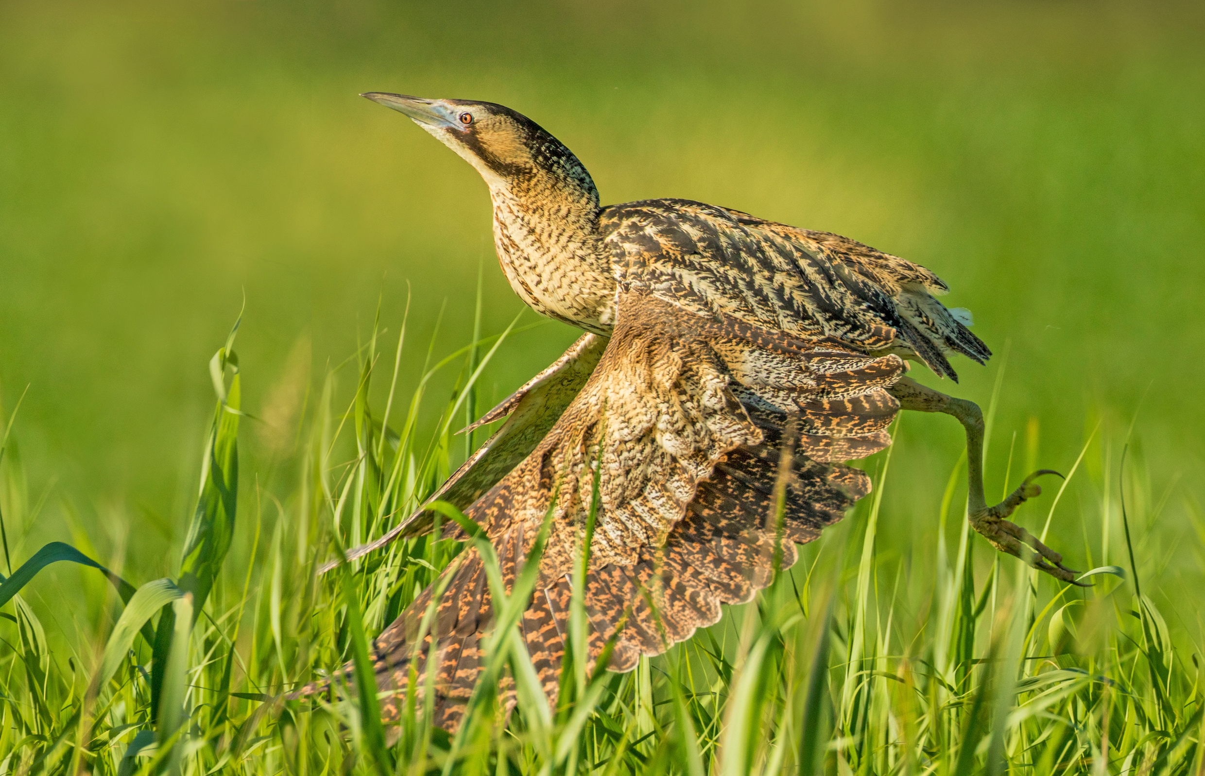 De broedende roerdomp laat zien dat de natuur zich soms toch nog laat ...