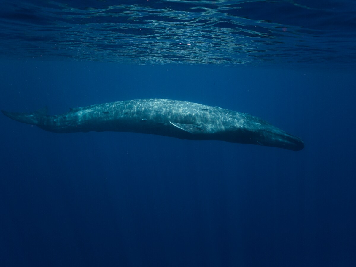Grootste Walvis Ter Wereld Blauwe Walvis Het Grootste Dier Ter Wereld