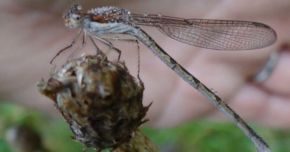 Juffer bewijst dat de teloorgang van insecten te stoppen is | Trouw