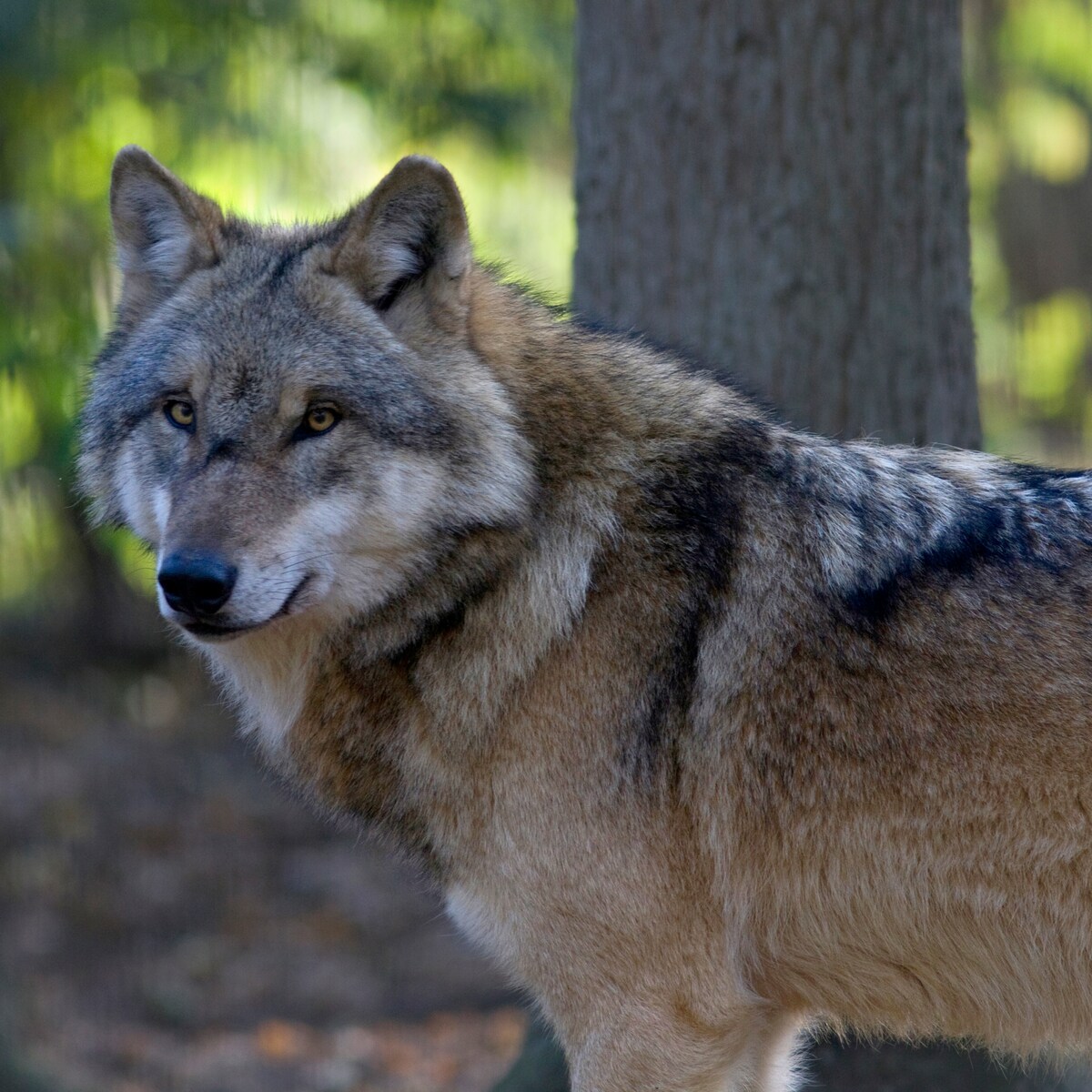 In Het Bos Wolf