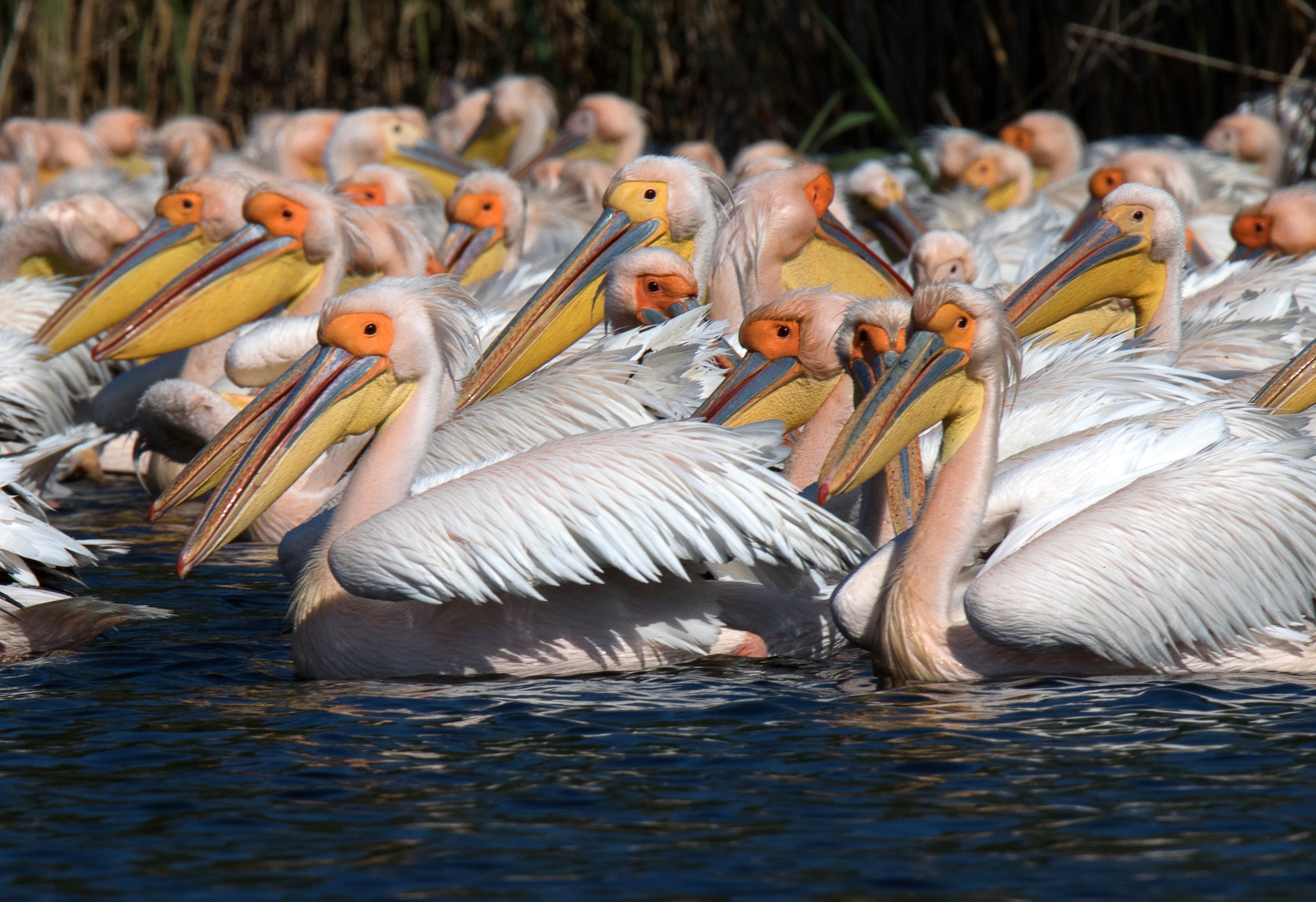 Dit is de grootste rivierdelta van Europa en een paradijs voor ...