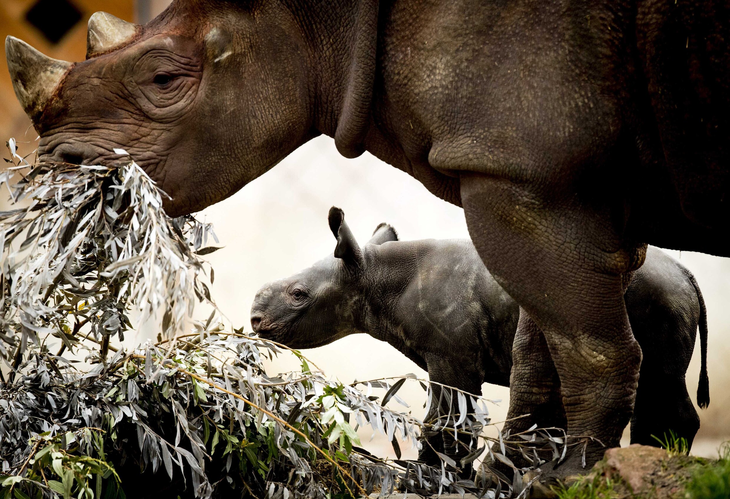 Diergaarde Blijdorp krijgt er een zwarte neushoorn bij | Trouw