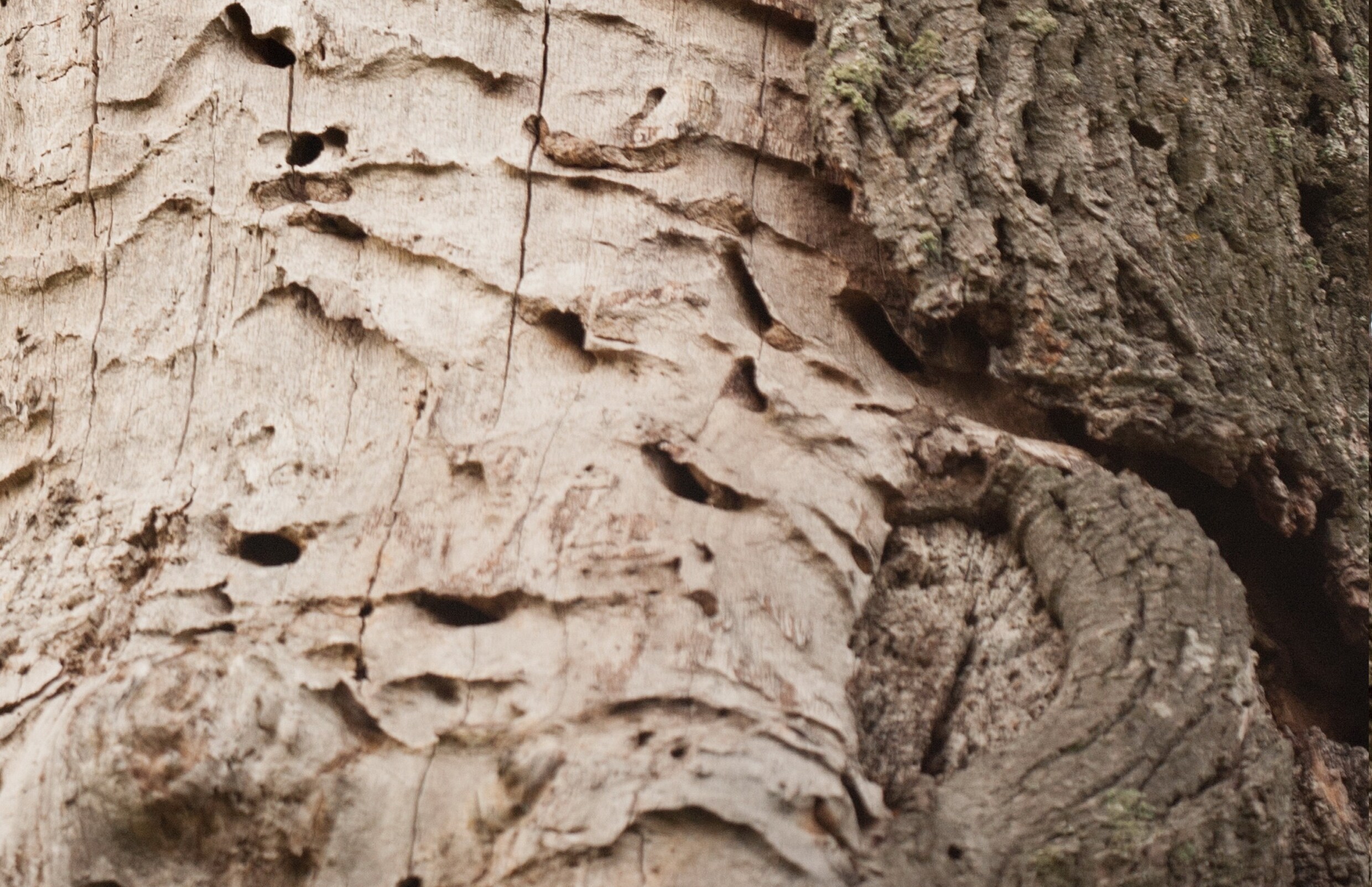 Het excuus van Polen: een vijf millimeter kleine typograaf | Trouw