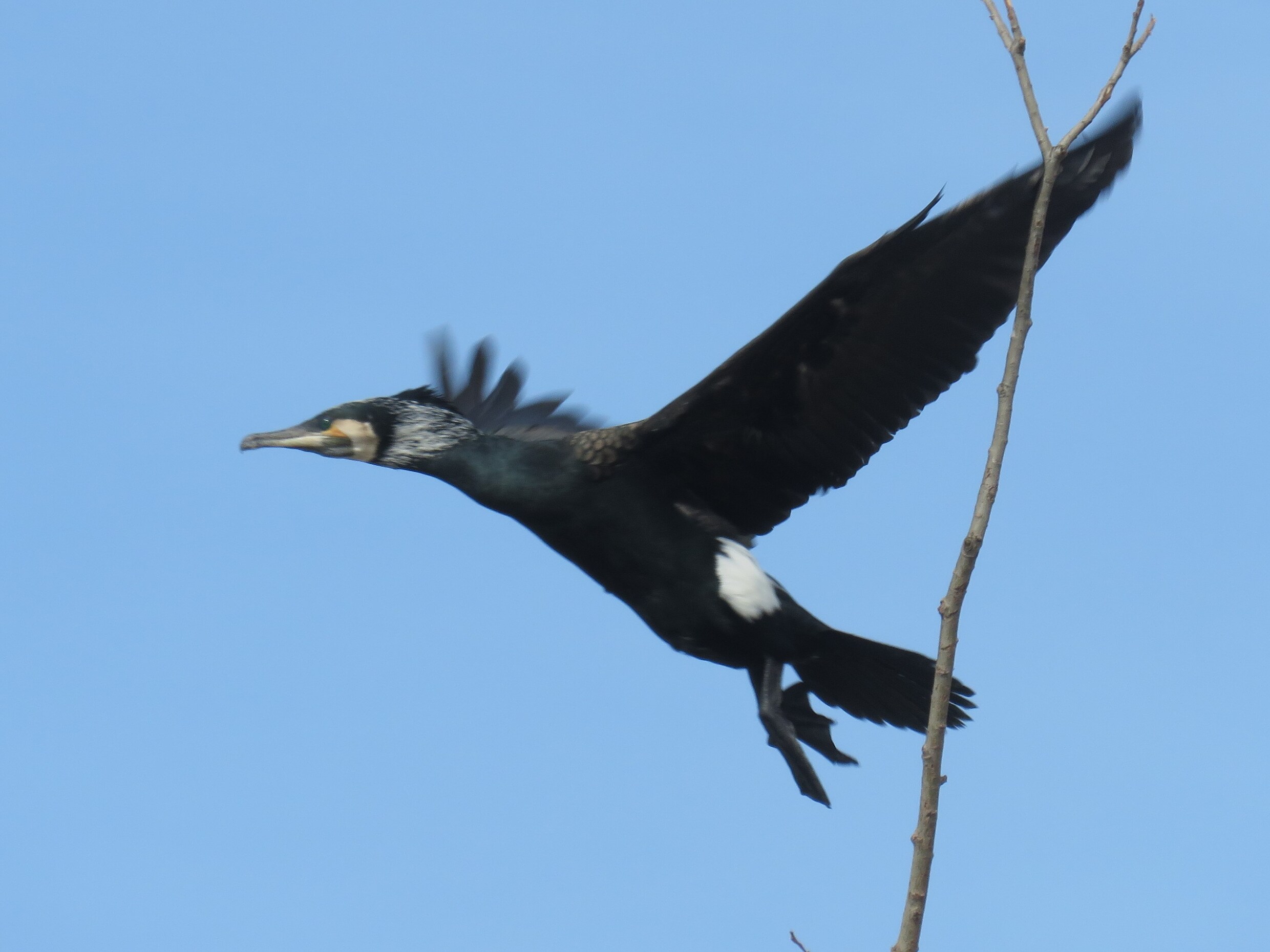 Aalscholvers schijten bomen dood, maar mensen zijn geen haar beter | Trouw
