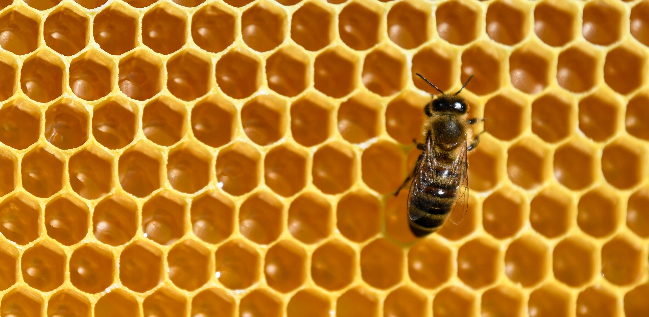 Bijen zijn niet alleen slim, ze hebben ook emoties | Trouw