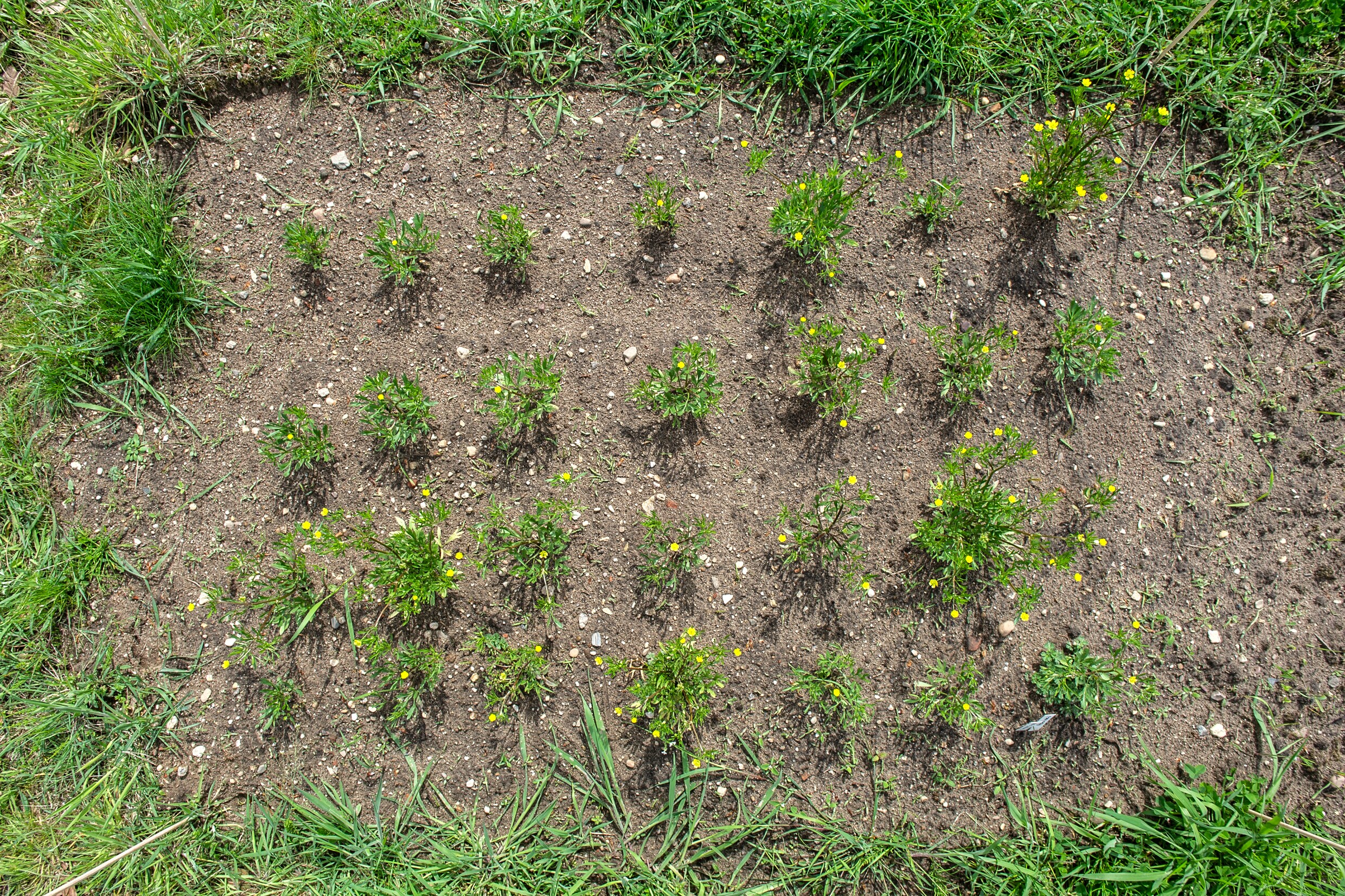 Bioloog wil plantensoorten redden, net als Noach | Trouw