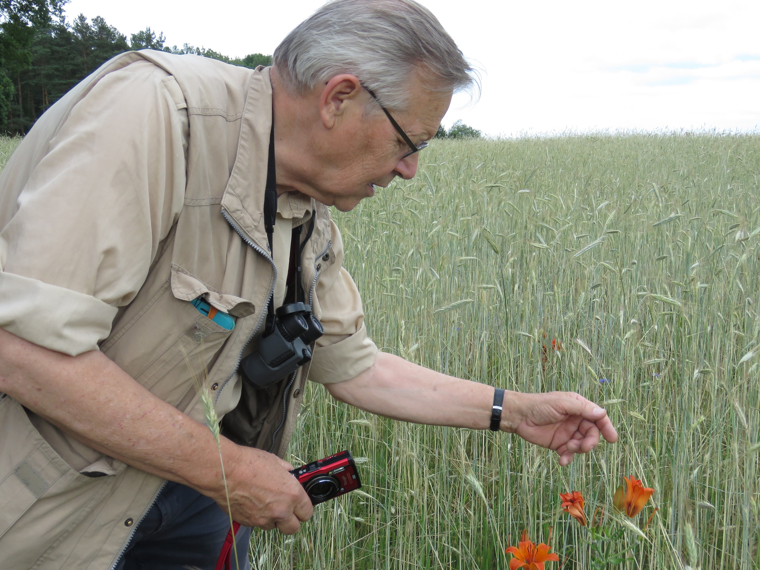 De roggelelie, zeldzaam als de panda | Trouw