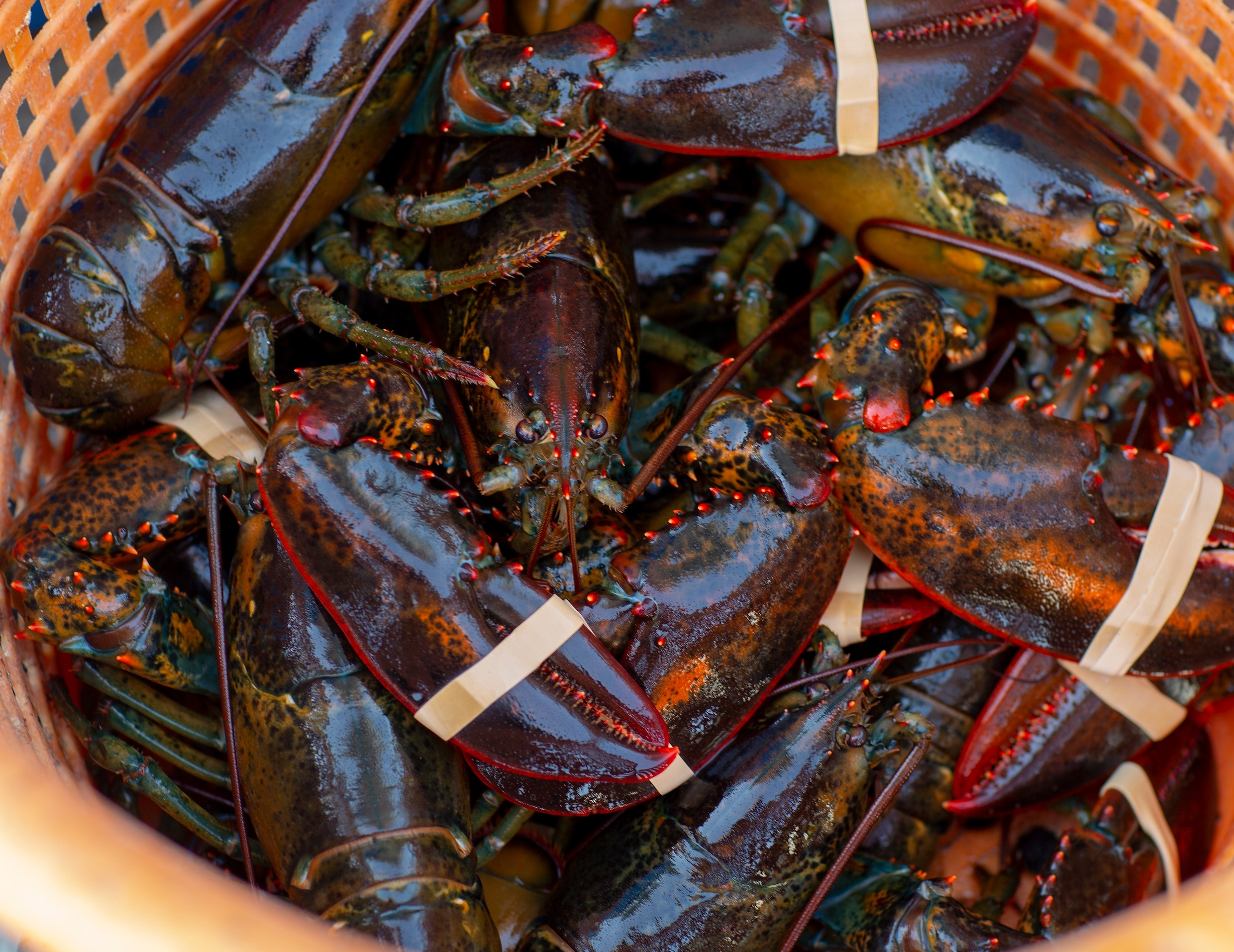 Zeldzame blauwe kreeft net op tijd gered uit de pan | Trouw