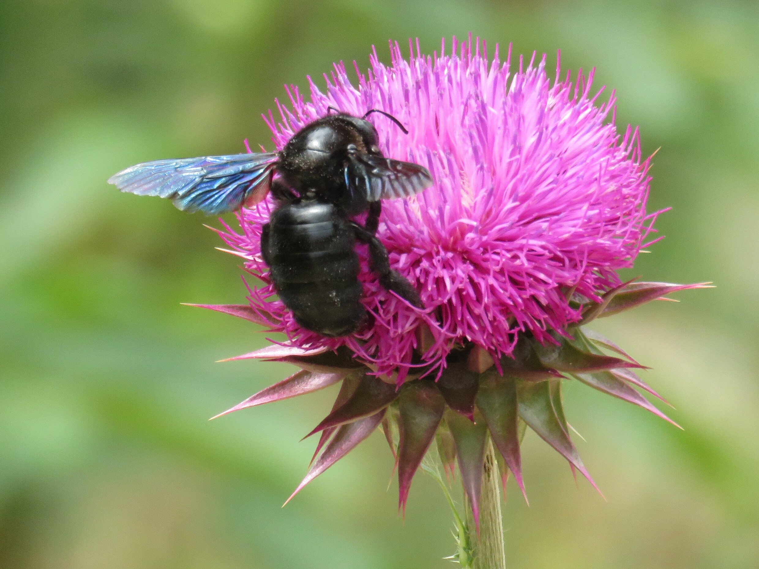 Een bij zo groot als een hommel | Trouw