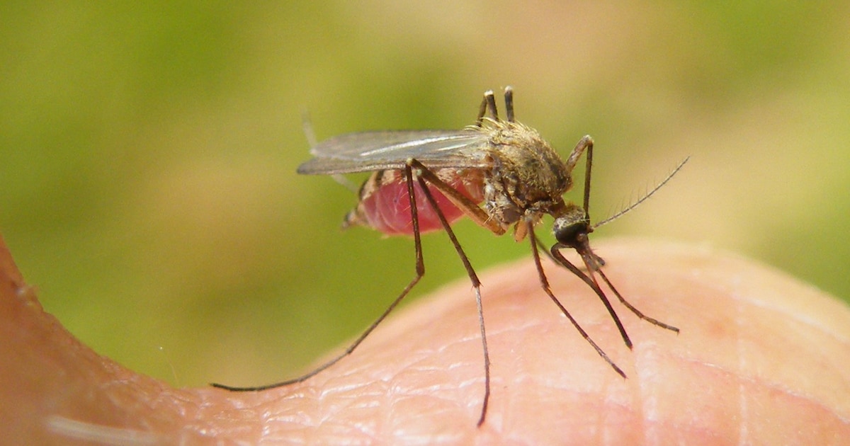 Verwachte overlast van muggen viel deze zomer best mee | Trouw
