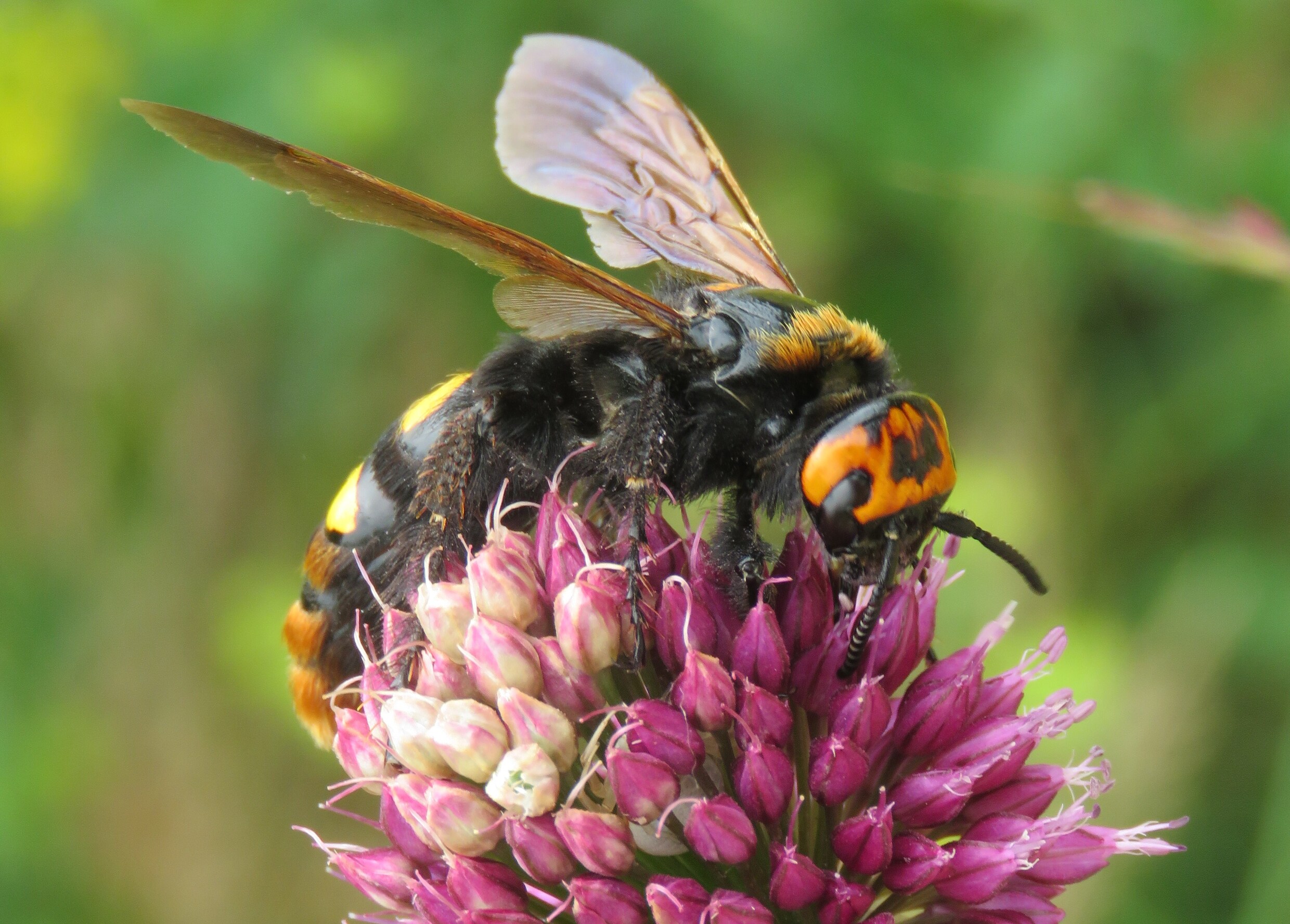 We deinzen even terug als die gigantische wesp opstijgt | Trouw