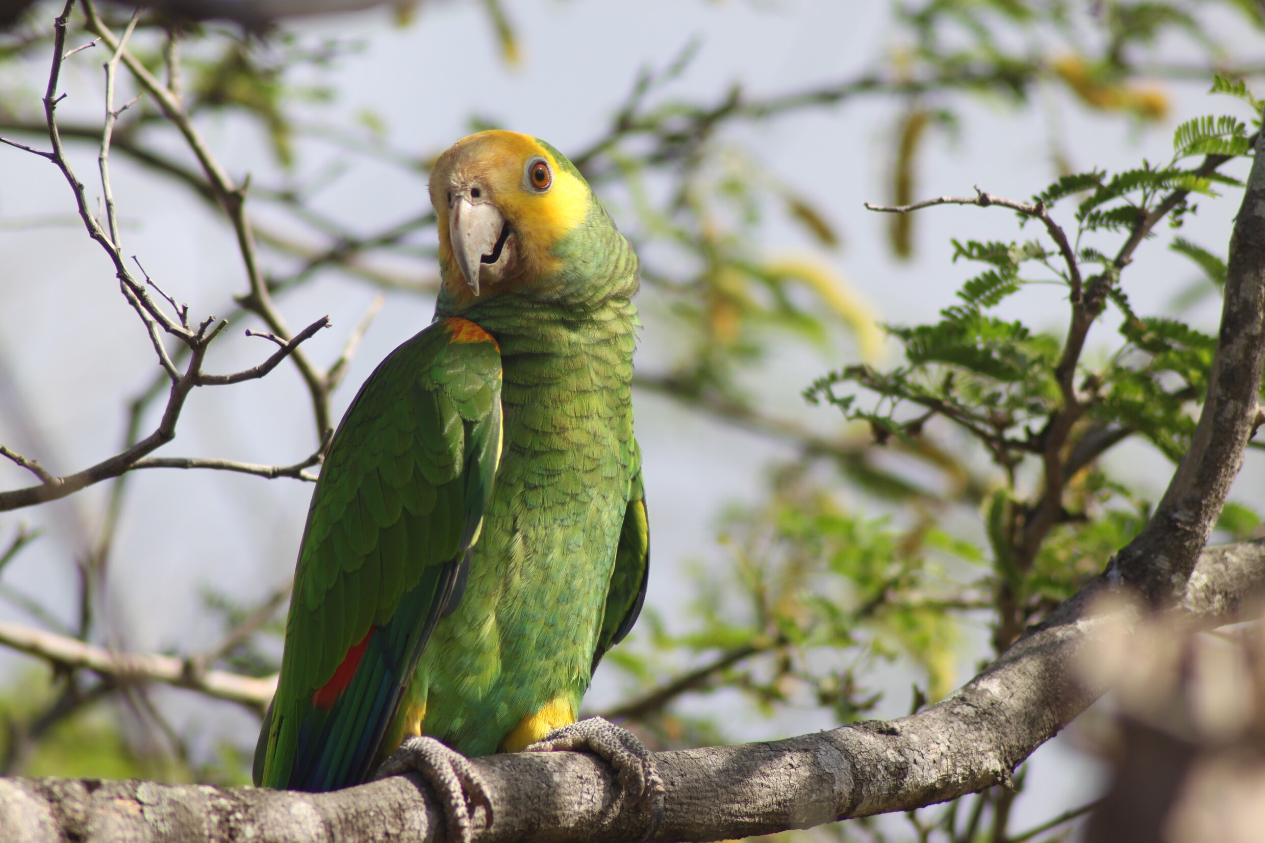 Op een plantage op Bonaire maken de kadushi’s plaats voor dure villa's ...