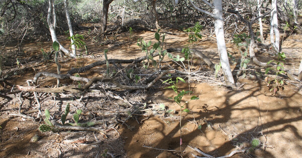 Bonaire springt op de bres voor zijn geliefde papegaai, de lora | Trouw