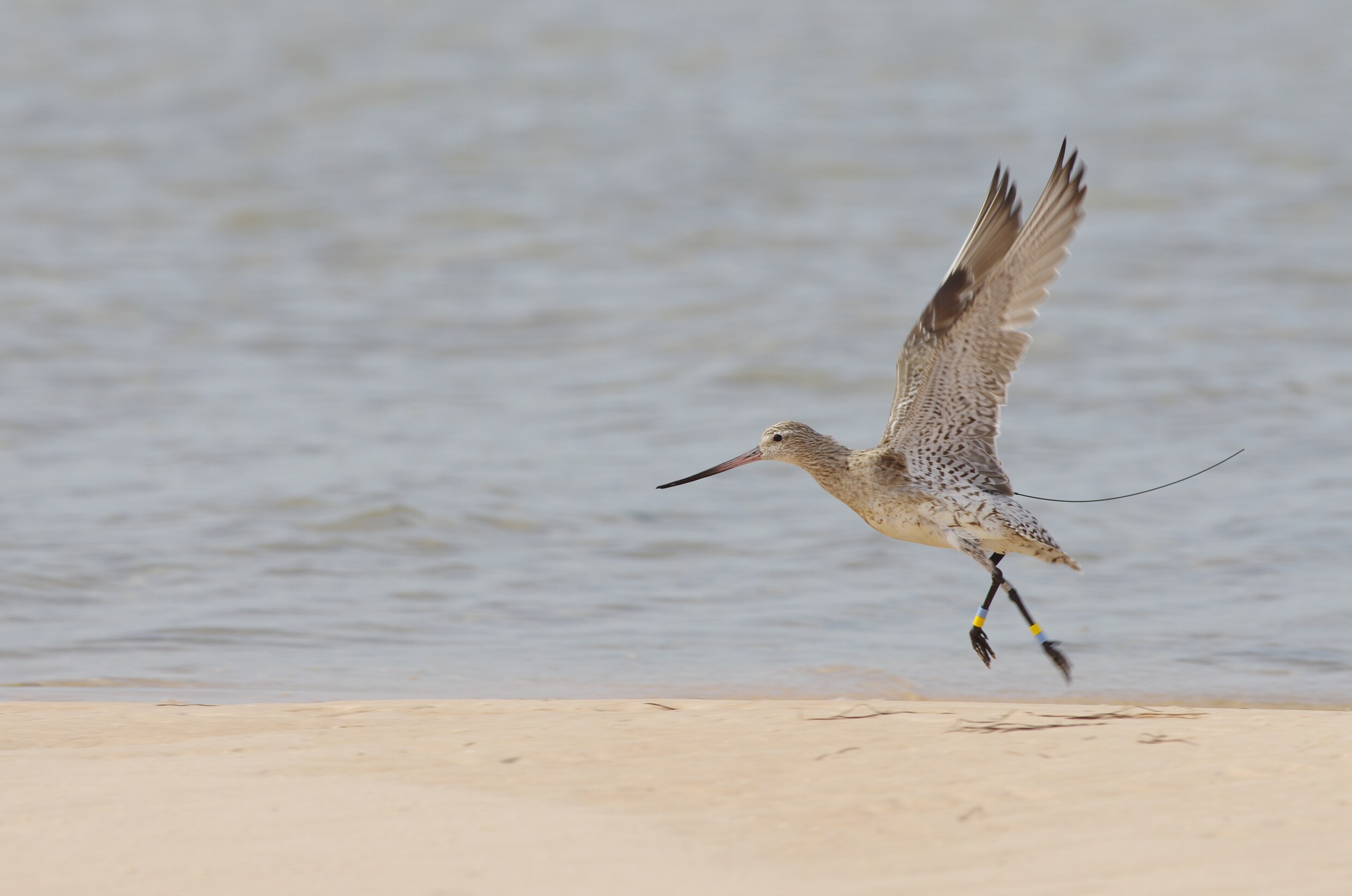 Veranderend klimaat maakt de trekvogels te gehaast | Trouw