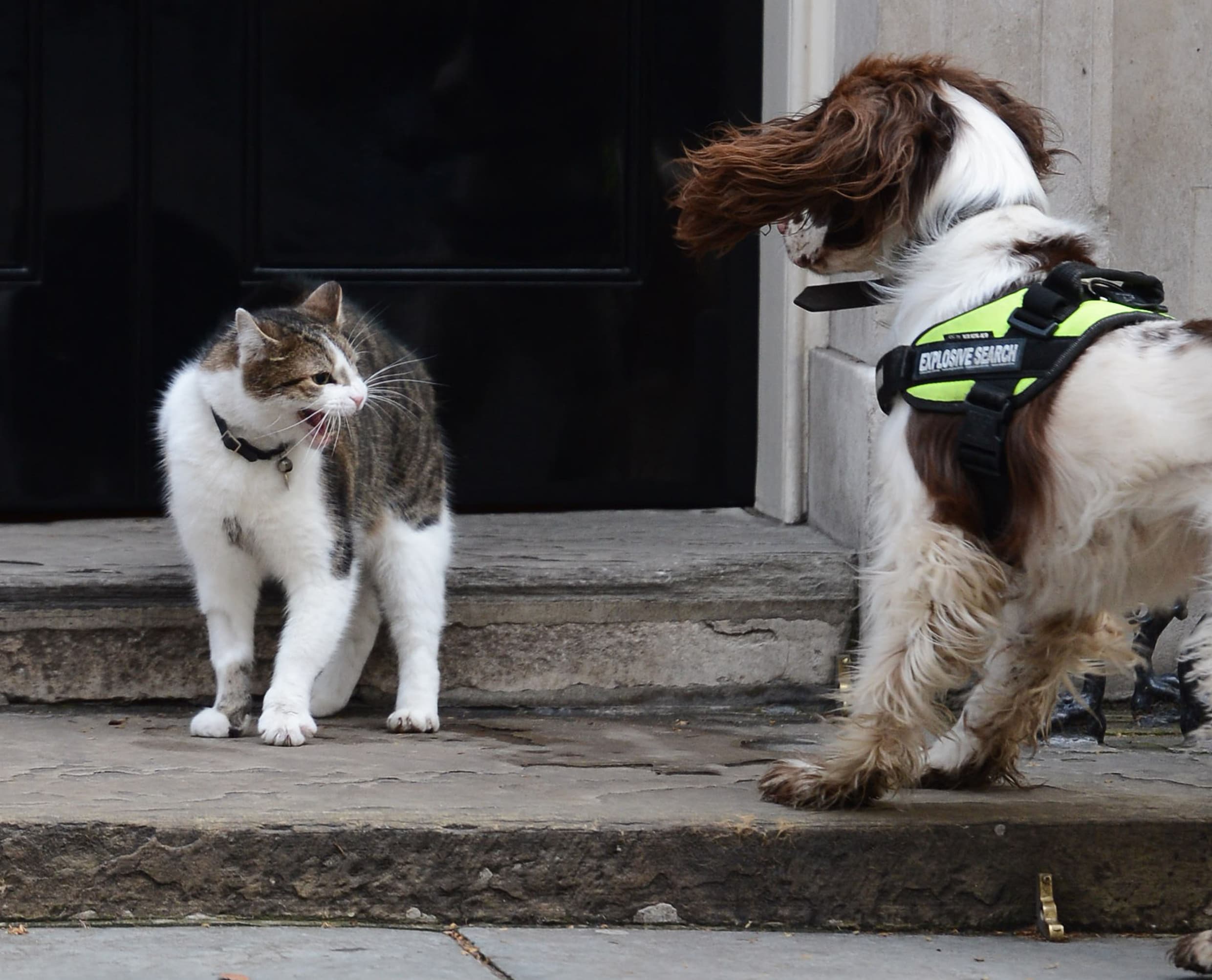 Zowel katten en honden kwispelen, maar ze bedoelen er iets heel anders ...