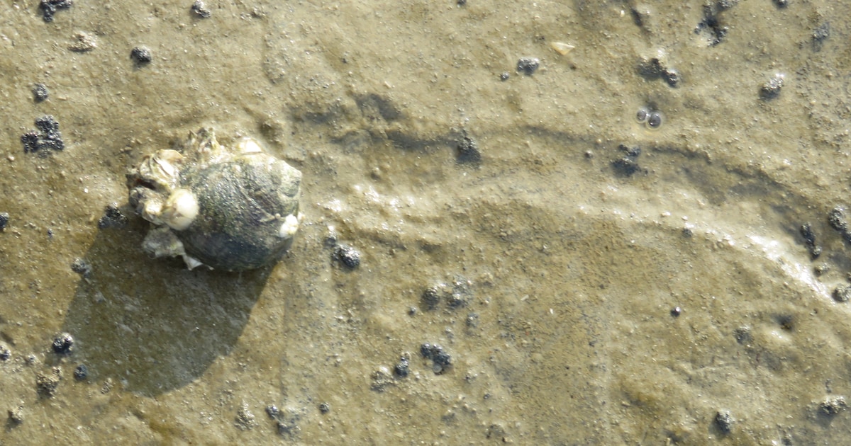 Alikruiken eten? Ik laat ze liever grazen | Trouw