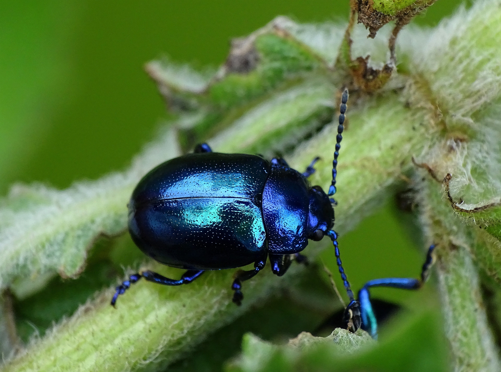 Geniet van de intense glans van de kevers | Trouw