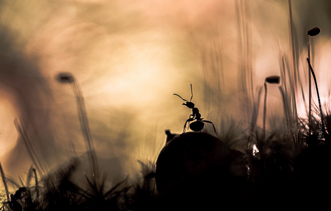 De klimaatverandering heeft ook gevolgen voor natuurfotografen | Trouw