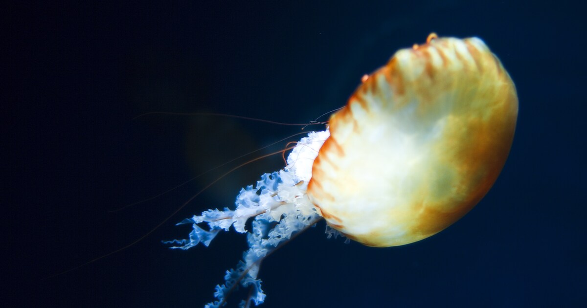 Een kwal van een kerel, is dat vooral beledigend voor de kwal of de ...