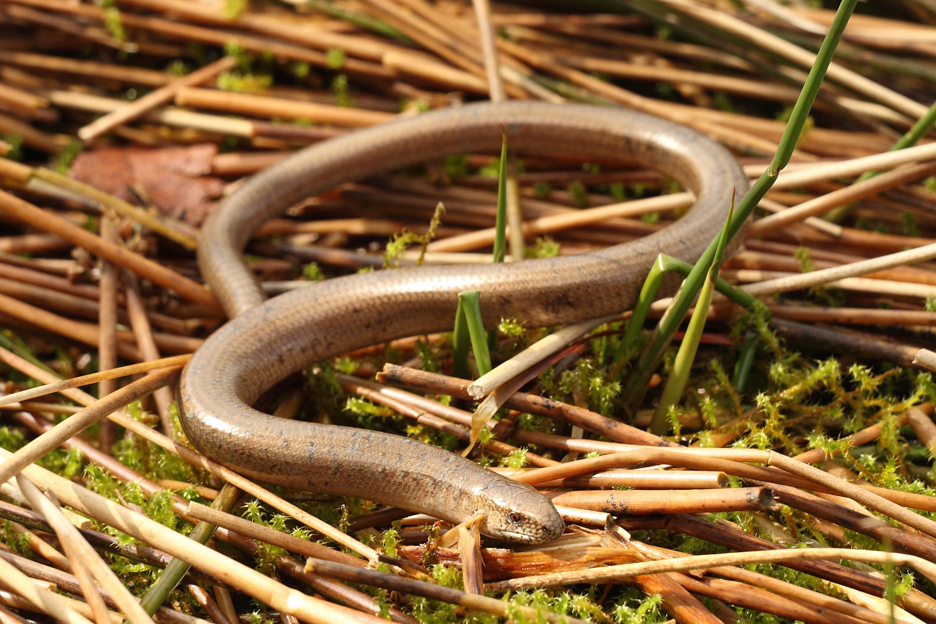 Waarom een hazelworm wel zo heet maar toch geen worm is | Trouw