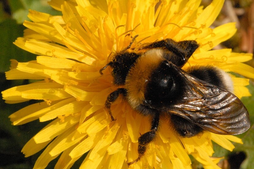 Hoe de beet van een hommel de bloei van een bloem versnelt | Trouw