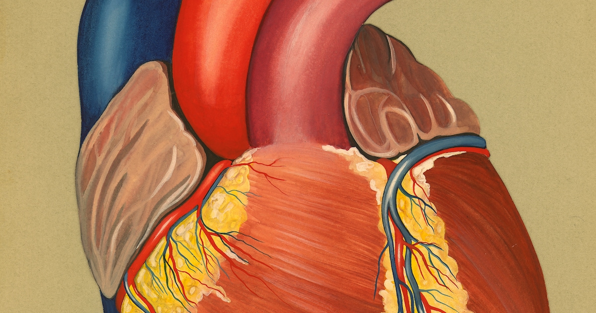 Het hart is een heel gevoelige pomp, dat zijn we soms vergeten | Trouw