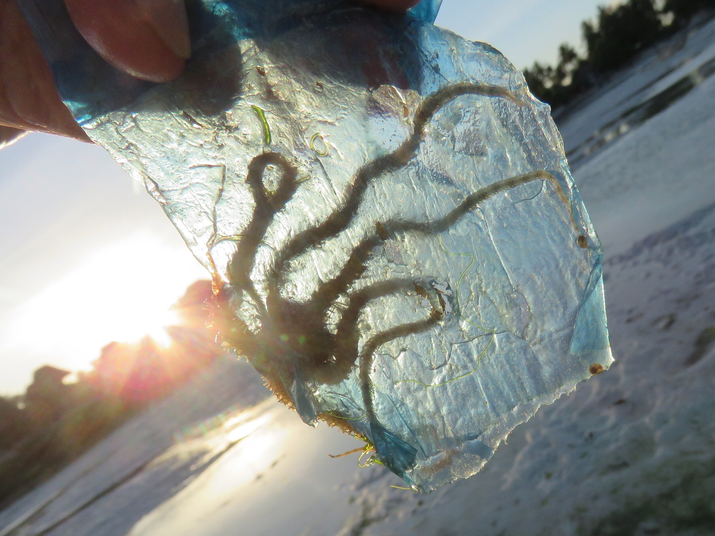 Een slanke zeester in plastic verpakking | Trouw