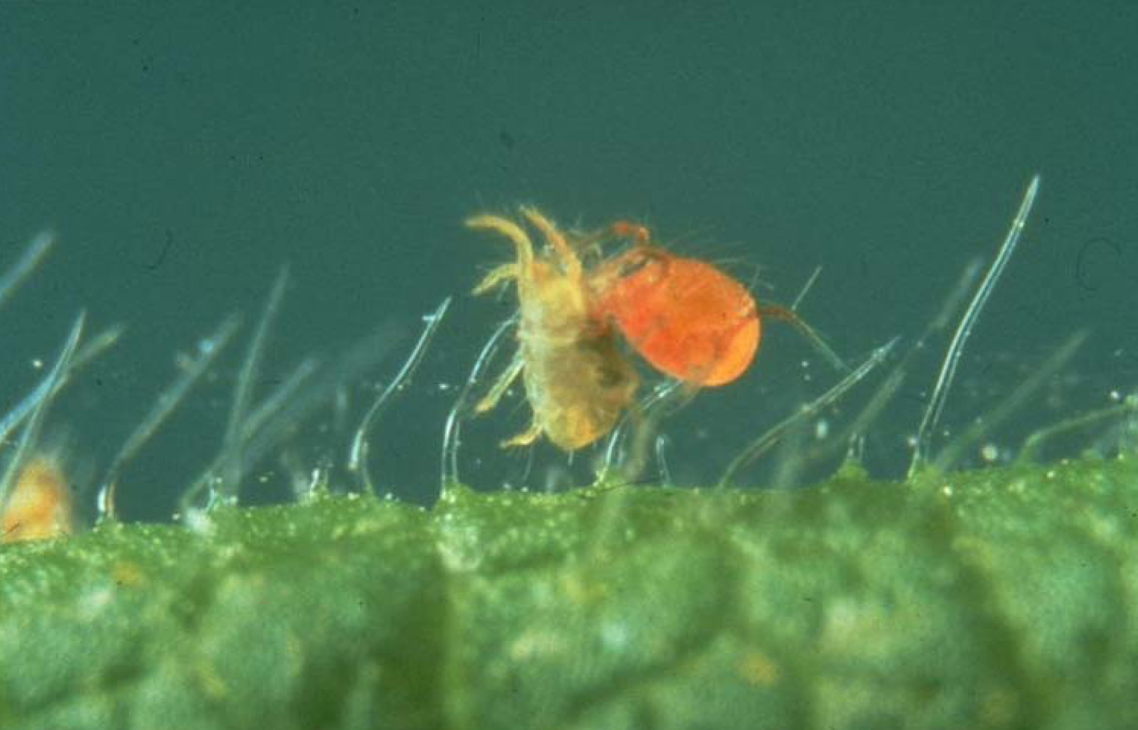 Insecticide zet bodemleven op z’n kop | Trouw