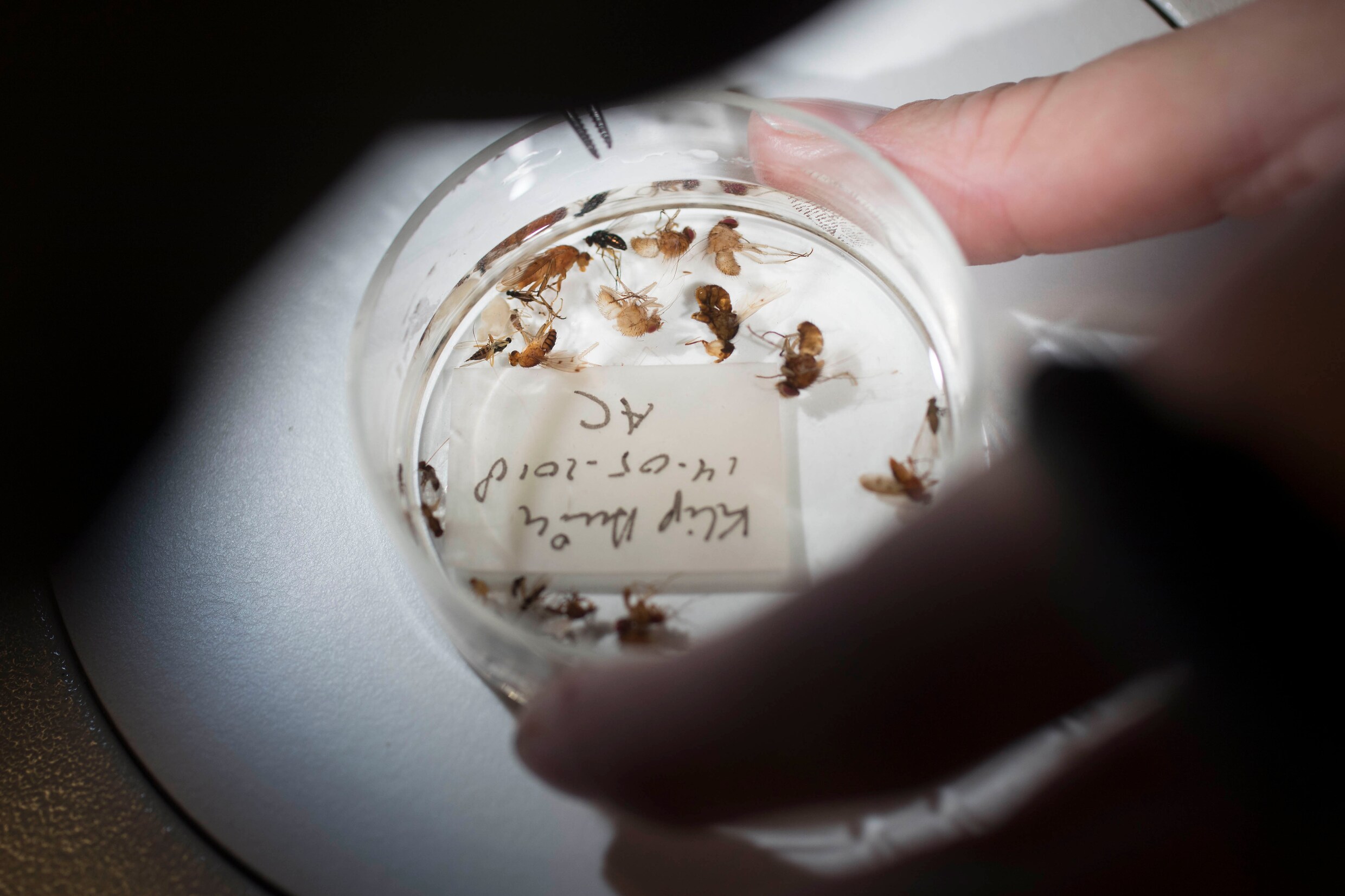 Op zoek naar planten en dieren in de duinen | Trouw