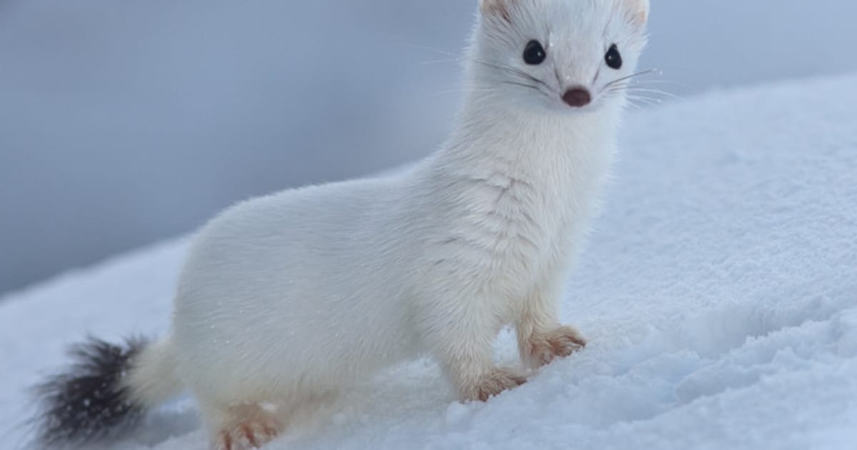 De hermelijn, een vraatzuchtige worst op pootjes met een fraaie witte ...