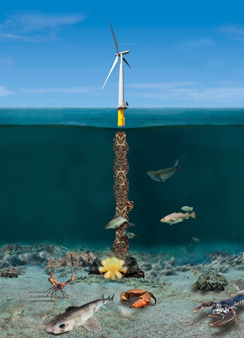 Shell en Eneco beloven een ‘natuurvriendelijk’ windmolenpark in zee ...