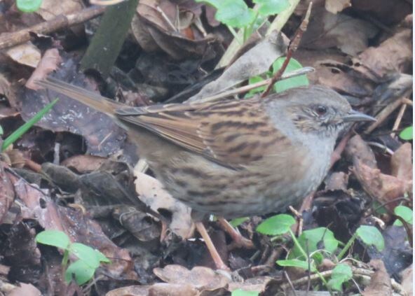 Het verschil tussen een huismus en een heggemus | Trouw