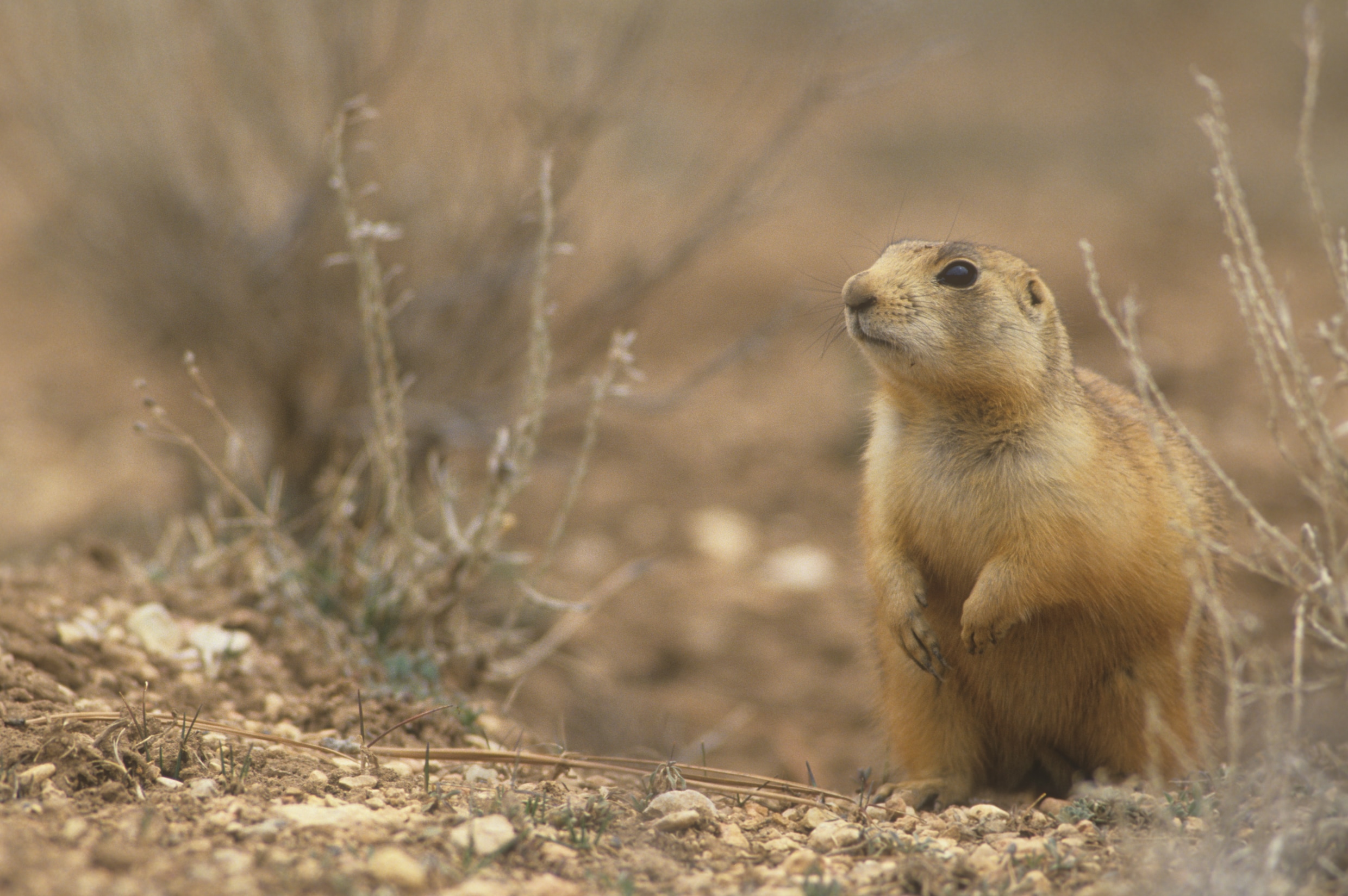 De prairiehond is een taalvaardige ingenieur in ventilatietechniek | Trouw