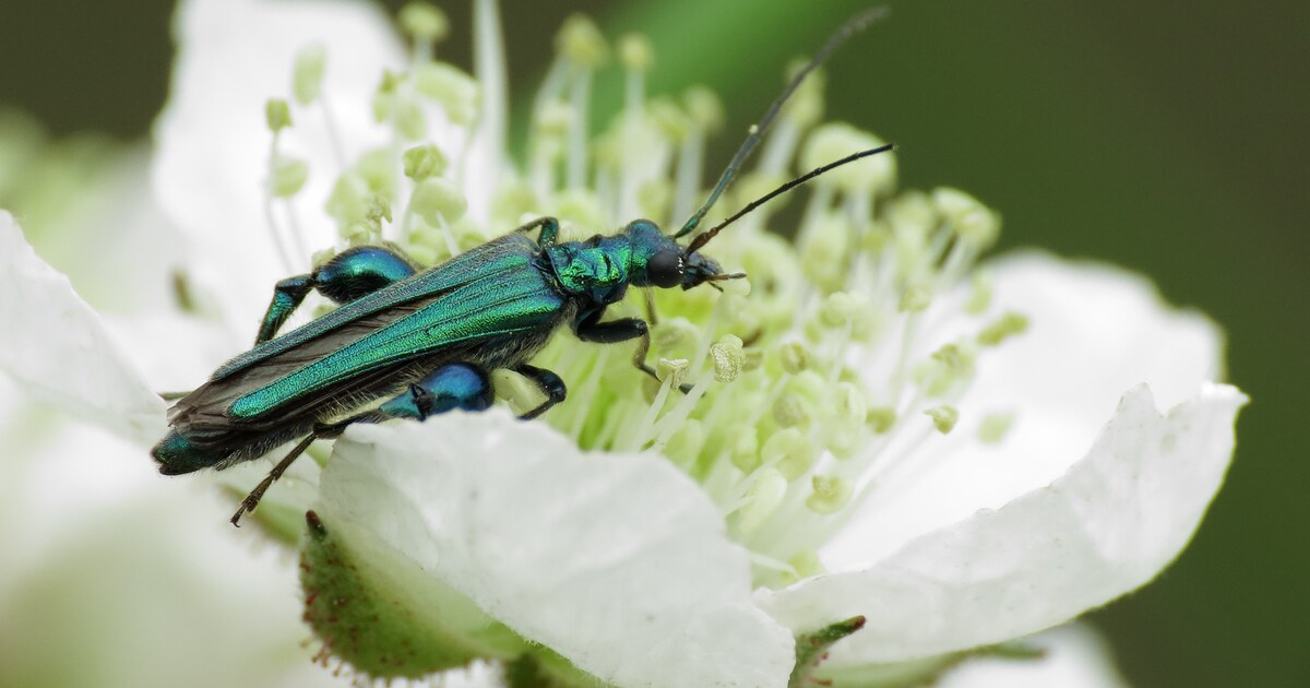 Red de insecten, dan red je ook de wereld | Trouw