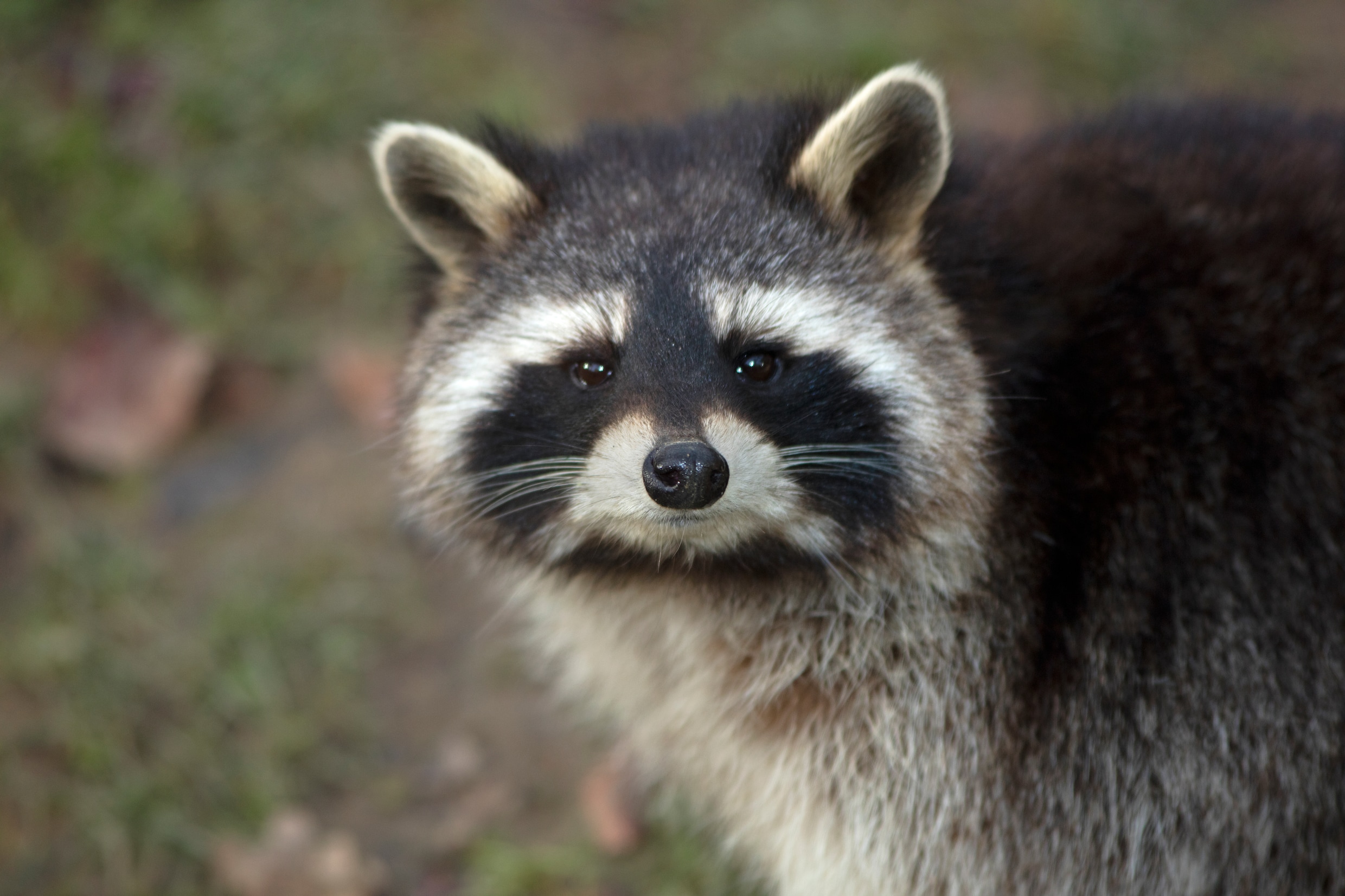 De wasbeer is niet welkom in Limburg, dus wordt het dier afgeschoten ...
