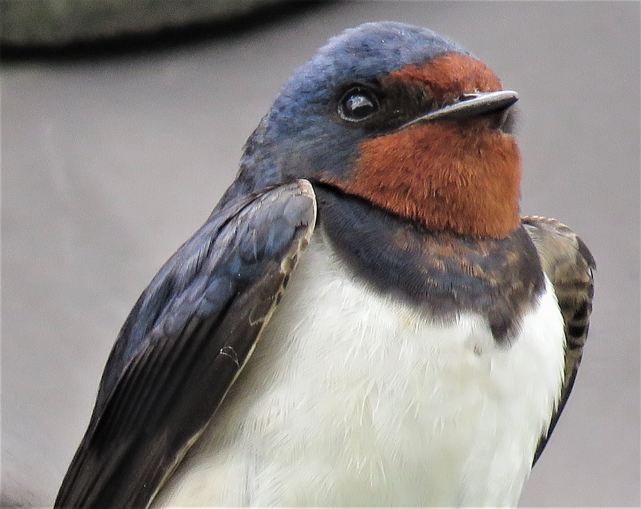Eén zwaluw maakt nog geen zomer, maar waarom juist een zwaluw? | Trouw