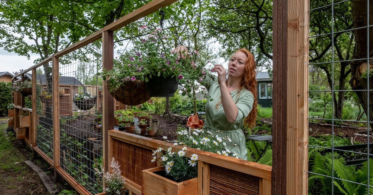 Zo maak je een tuinafscheiding die privacy creëert en toch duurzaam is ...