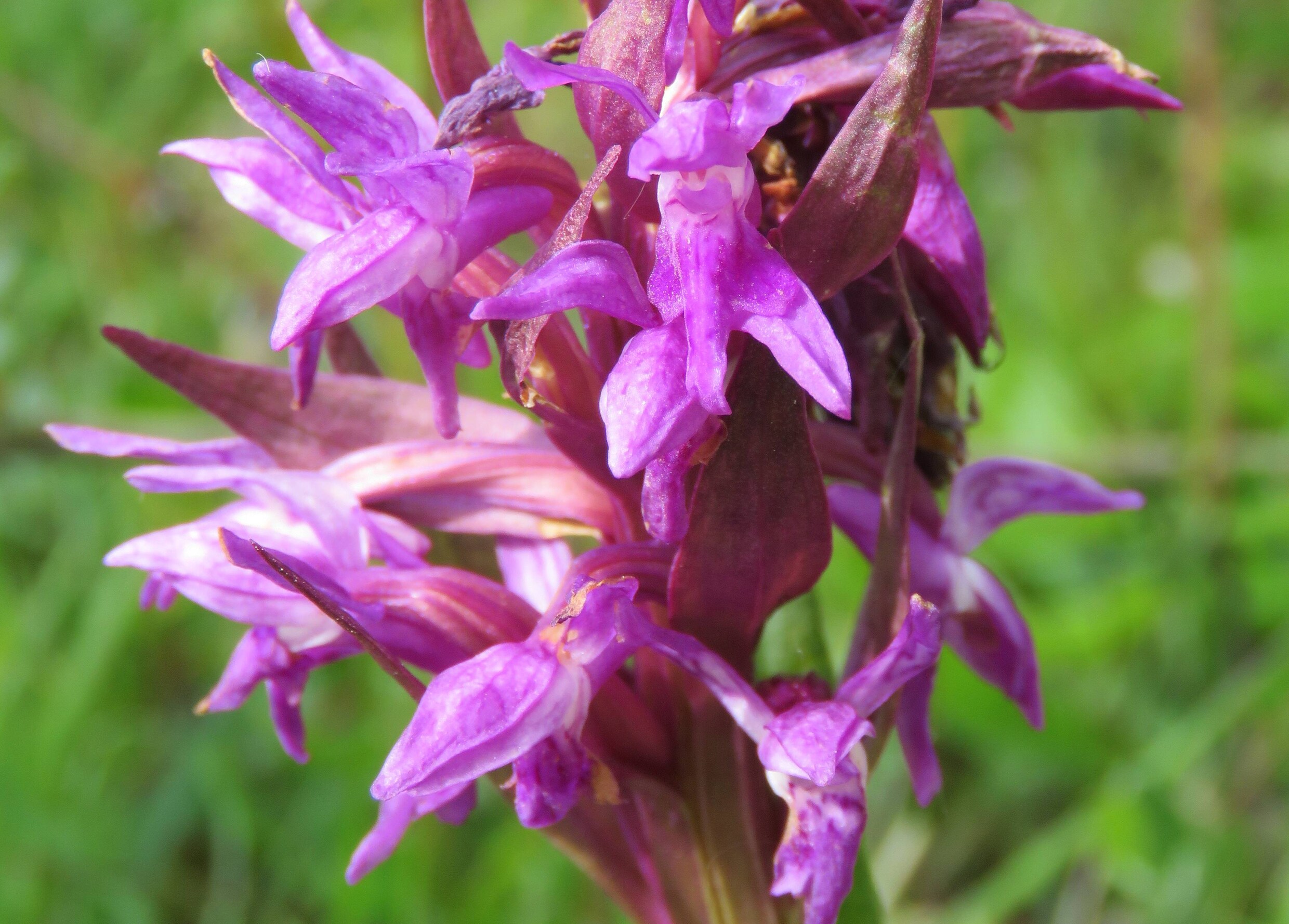Waarom orchideeën wonderlijke planten zijn | Trouw