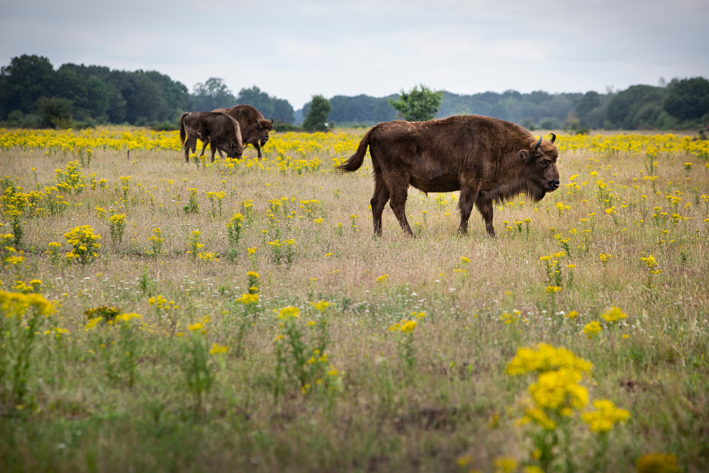 Grote grazers moeten gezonder gaan poepen, want ‘poep geeft leven’ | Trouw