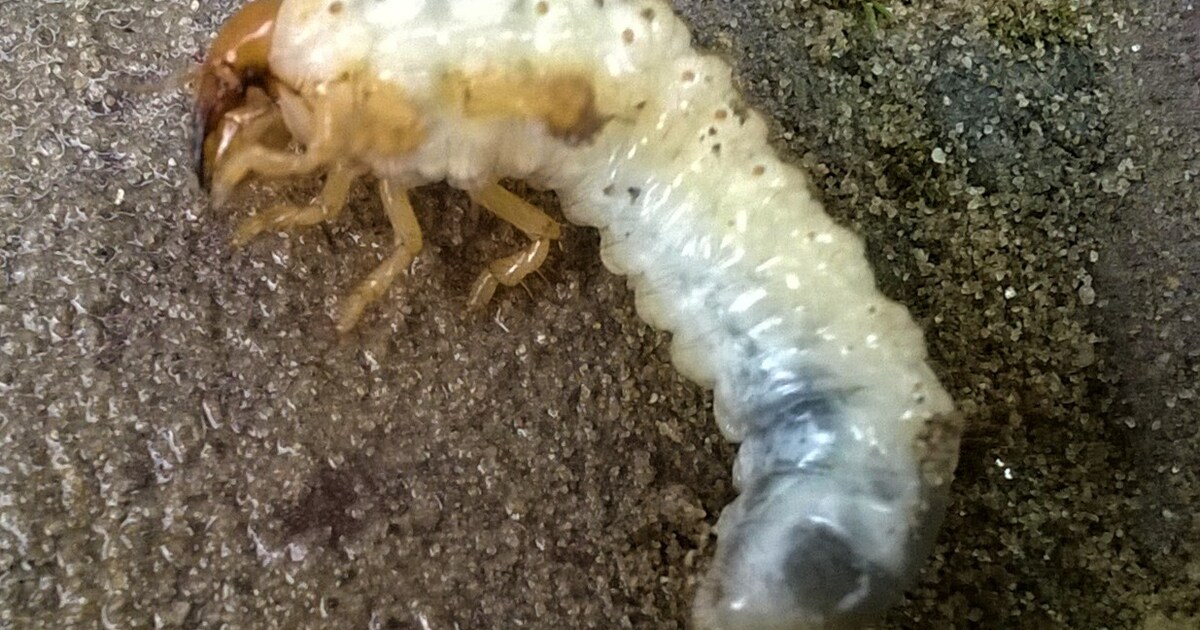 De roep om verdelging van insecten is tekenend voor ’s lands ...