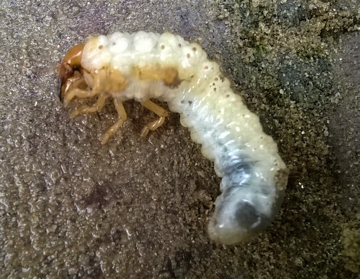 De roep om verdelging van insecten is tekenend voor ’s lands ...