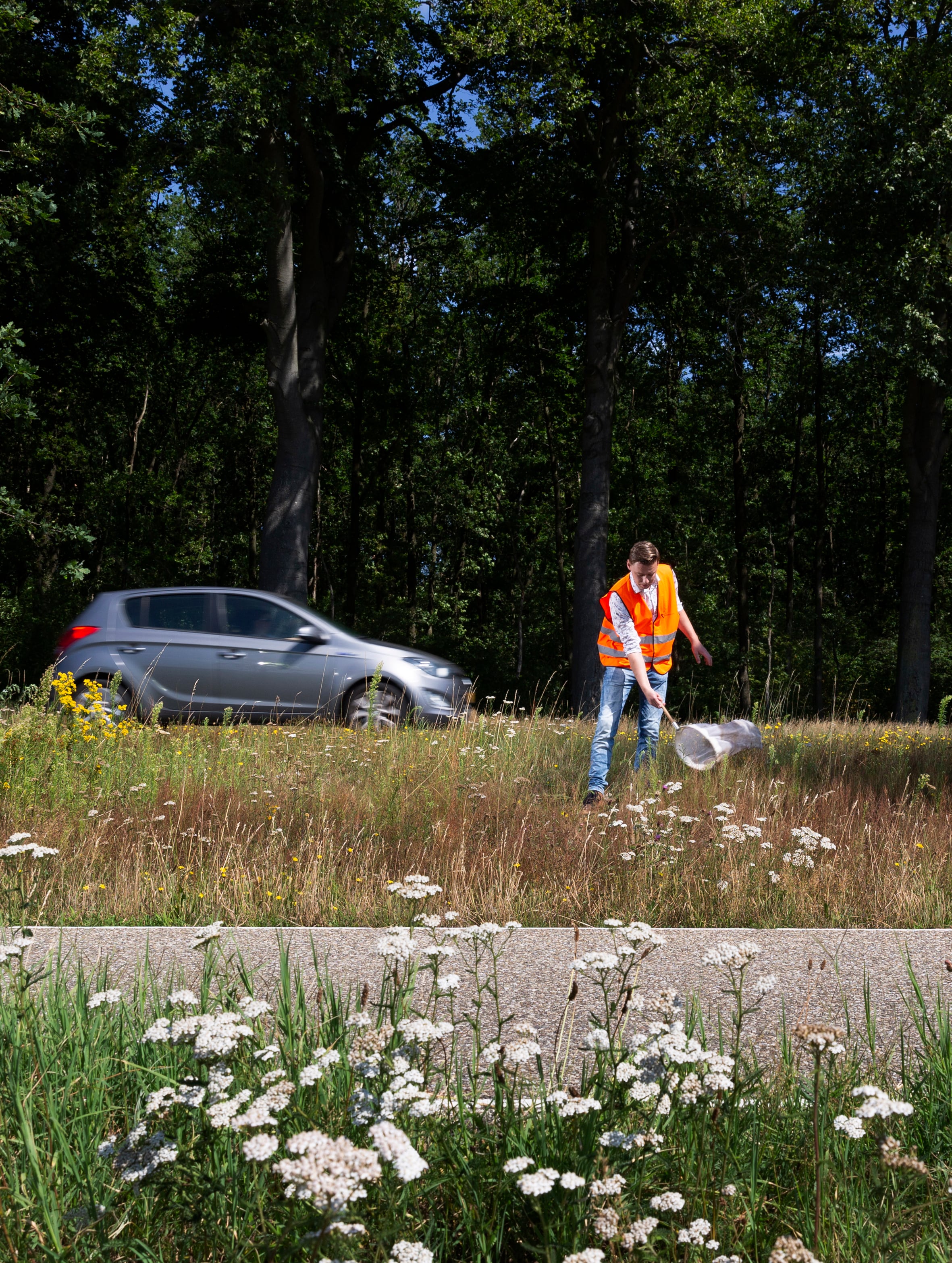 Hoe de berm langs de weg een hotspot van biodiversiteit kan zijn | Trouw