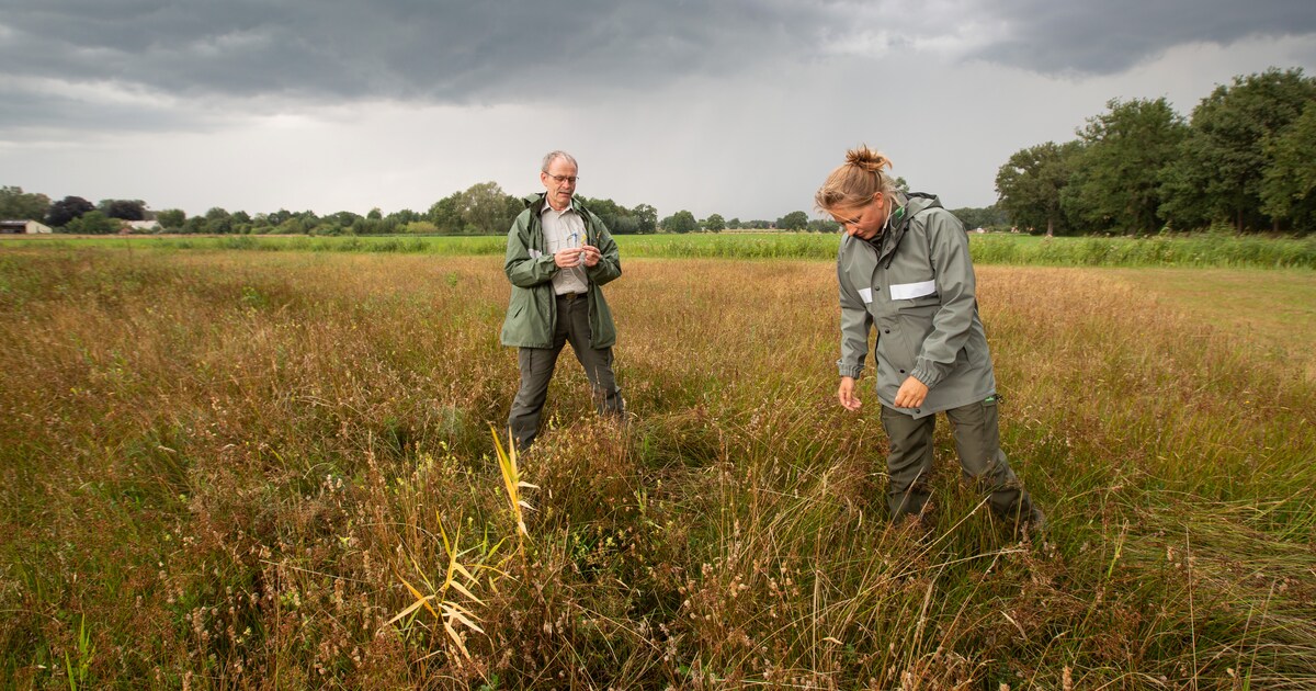 Zo droog, zelfs De Zumpe is niet meer zompig | Trouw