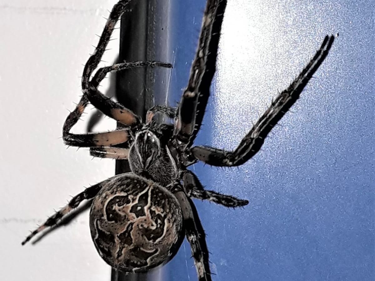 Zwarte Wolfspin Een Bruine Spin Met Een Grote Zwarte Vlek Op Zijn Buik