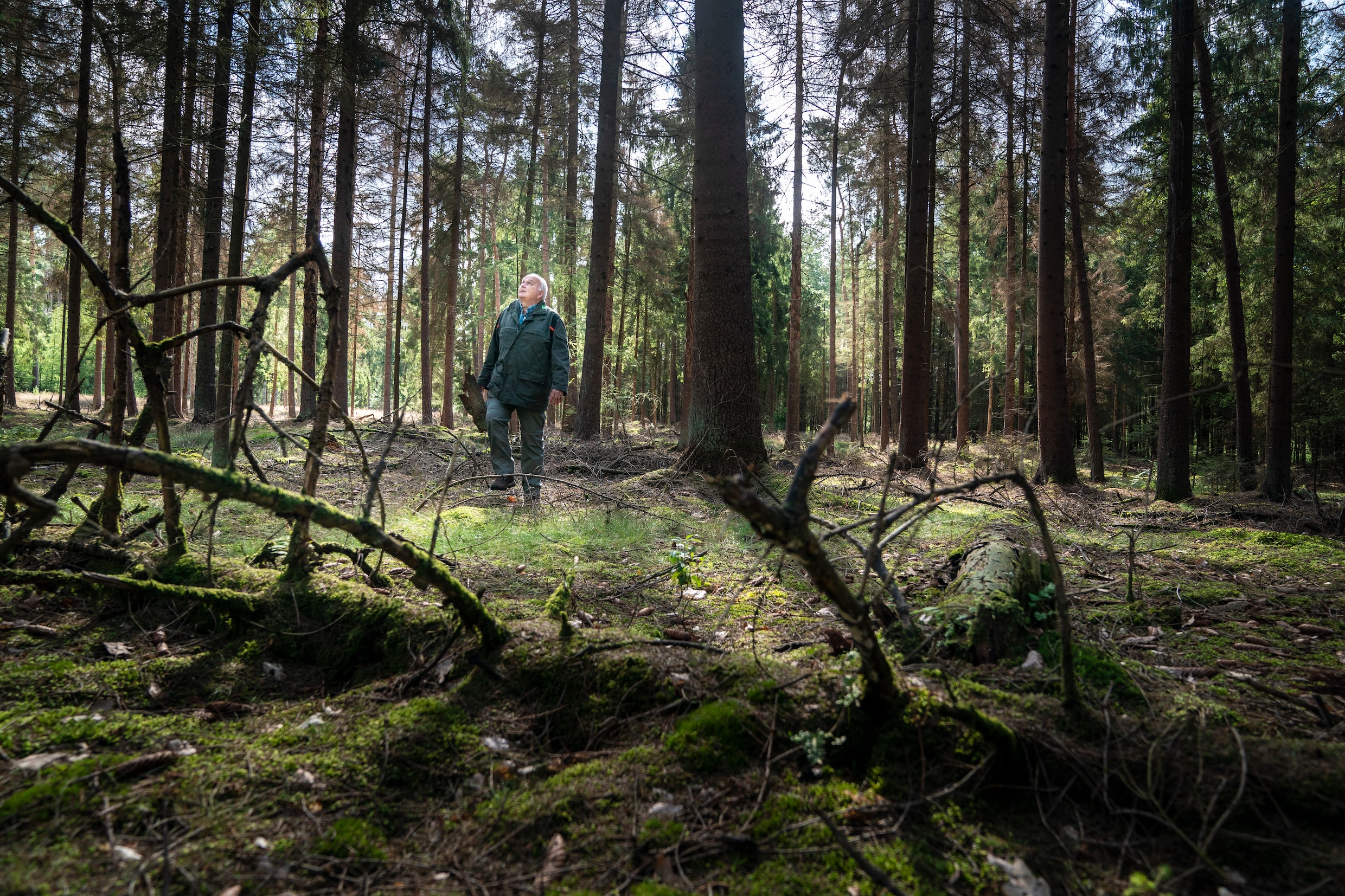 Niet het bastkevertje, maar het klimaat nekt de fijnspar | Trouw
