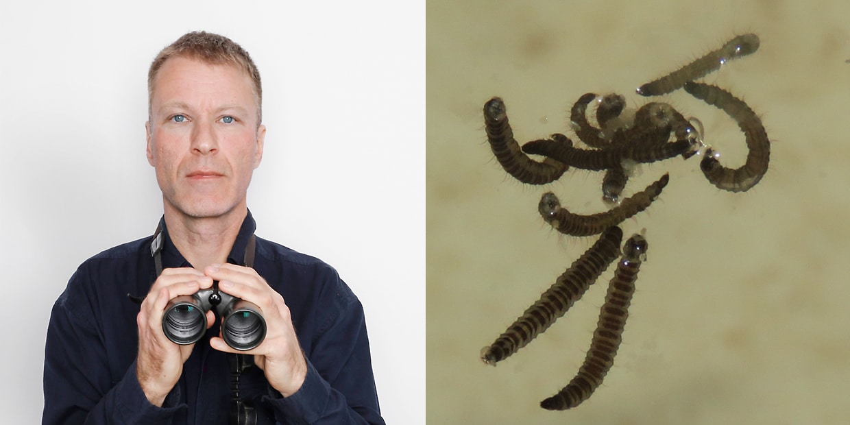 Geen paniek, het zijn slechts wormpjes | Trouw